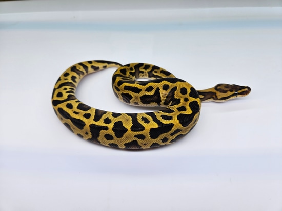 Leopard, Fire, Het Lavender Albino, 66% Het Piebald, Pos Het Clown Ball ...