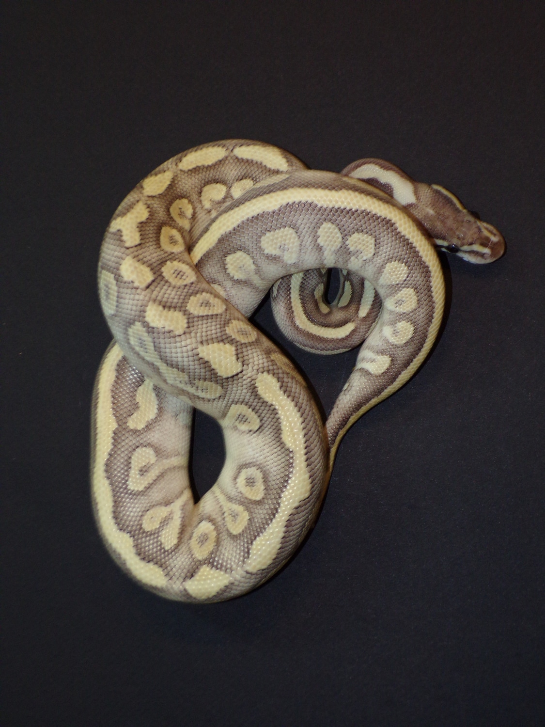 Super Phantom Spotnose Goblin Ball Python by Brooke's Exotic Adventures ...