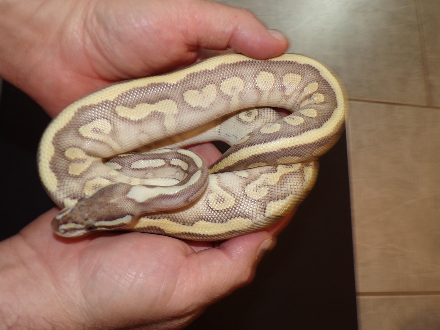 Super Phantom Spotnose Goblin Ball Python by Brooke's Exotic Adventures ...