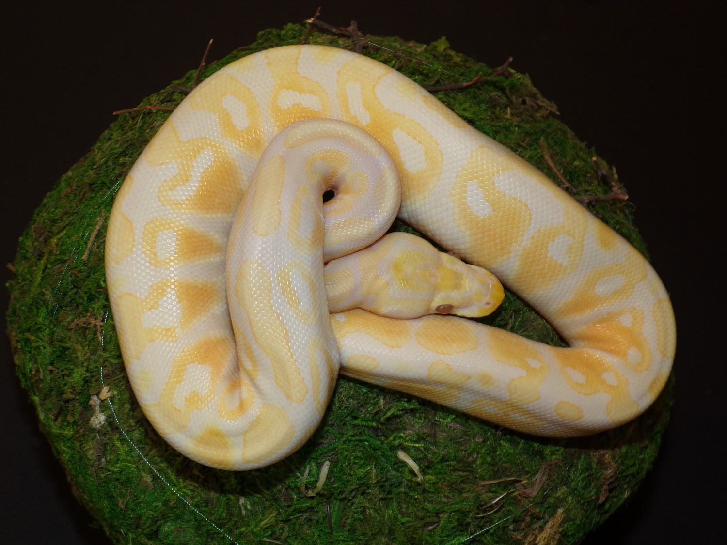 Lavender Albino Pos Het Pied Ball Python by Brooke's Exotic Adventures ...