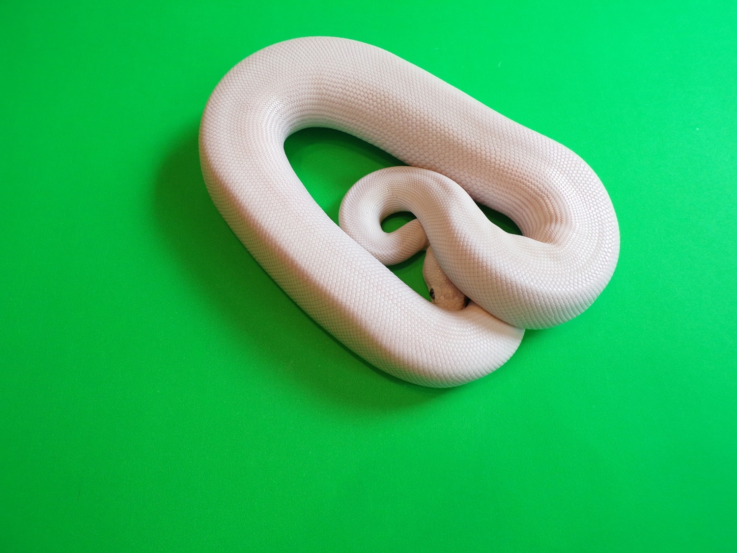 2021 Male Blue Eyed Lucy BEL Ball Python by Brooke's Exotic Adventures ...
