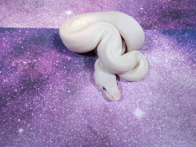Blue Eyed Lucy BEL Ball Python by Brooke's Exotic Adventures - MorphMarket
