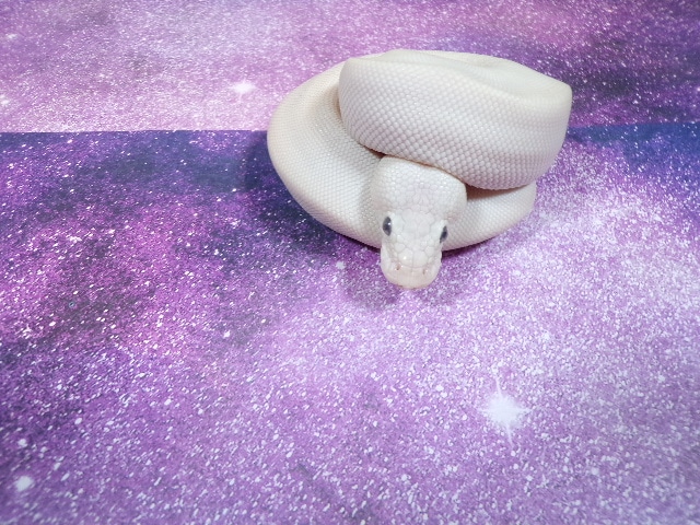 Blue Eyed Lucy BEL Ball Python by Brooke's Exotic Adventures - MorphMarket