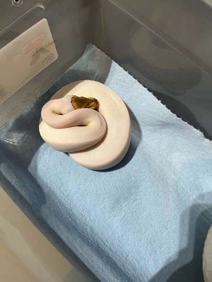 Pinto Pied Ball Python by Brooke's Exotic Adventures