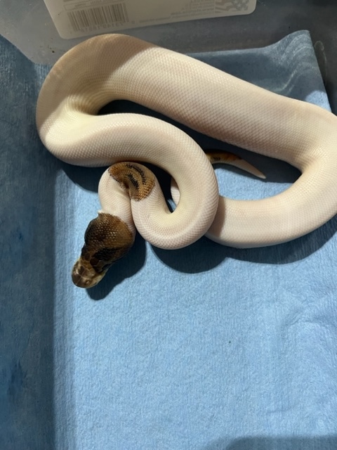 Pinto Pied Ball Python by Brooke's Exotic Adventures - MorphMarket