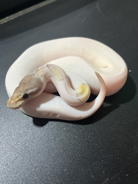 Mojave Pied Ball Python by Brooke's Exotic Adventures - MorphMarket