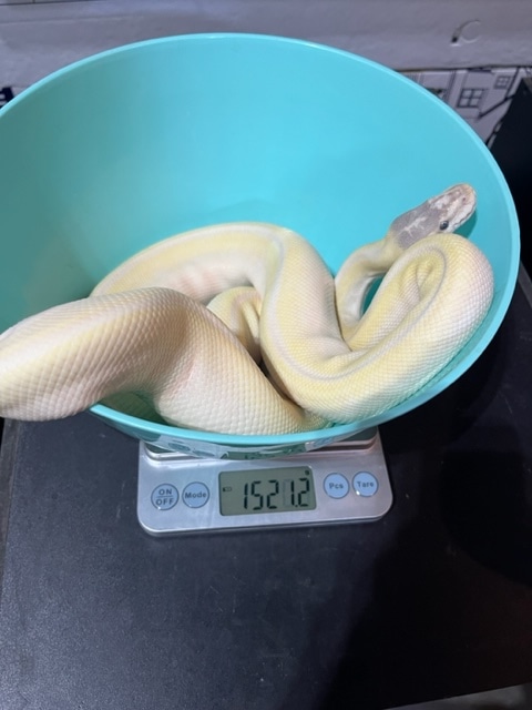Super Mojave Ball Python by Brooke's Exotic Adventures - MorphMarket