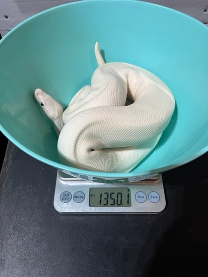 Blue Eyed Lucy BEL Female Ball Python by Brooke's Exotic Adventures