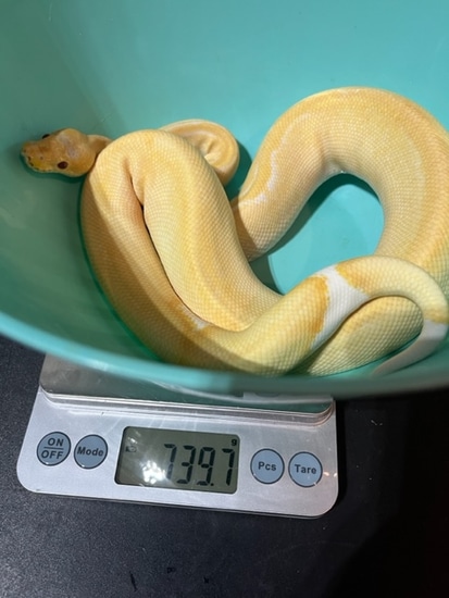Champagne Lavender Het Pied Ball Python by Brooke's Exotic Adventures
