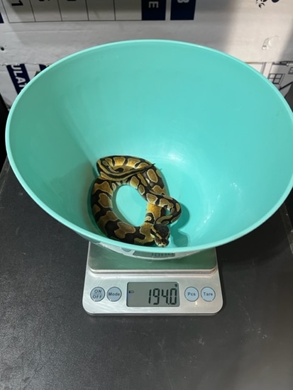 Enchi Dbl Het DG Axanthic Ball Python by Brooke's Exotic Adventures