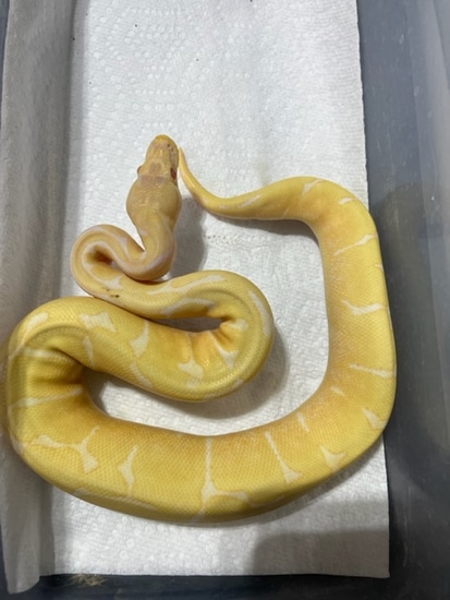 Albino Spider Ball Python by Brooke's Exotic Adventures