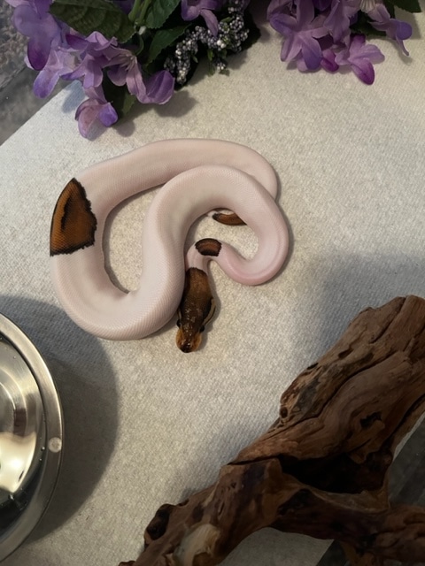 Cinnamon Pied Ball Python by Brooke's Exotic Adventures - MorphMarket