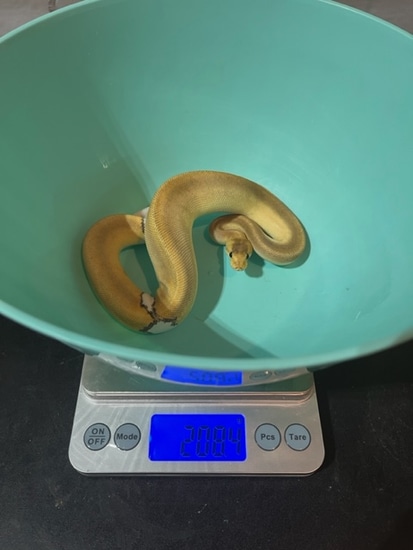 Pastel Cinnamon Champagne Ball Python by Brooke's Exotic Adventures