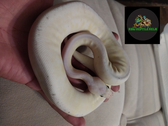 Super Fire Queen Bee Ball Python by RBSJ Reptile Realm
