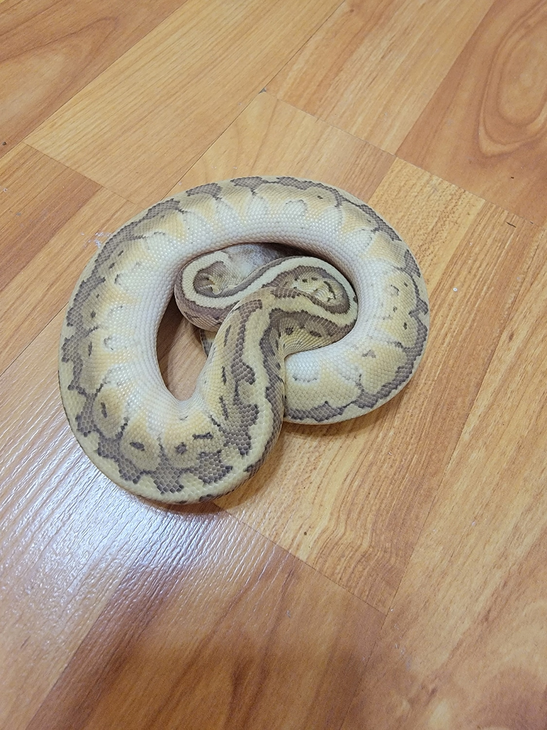 Pastel Lesser Pinstripe Ball Python by Hatching Hobbies - MorphMarket