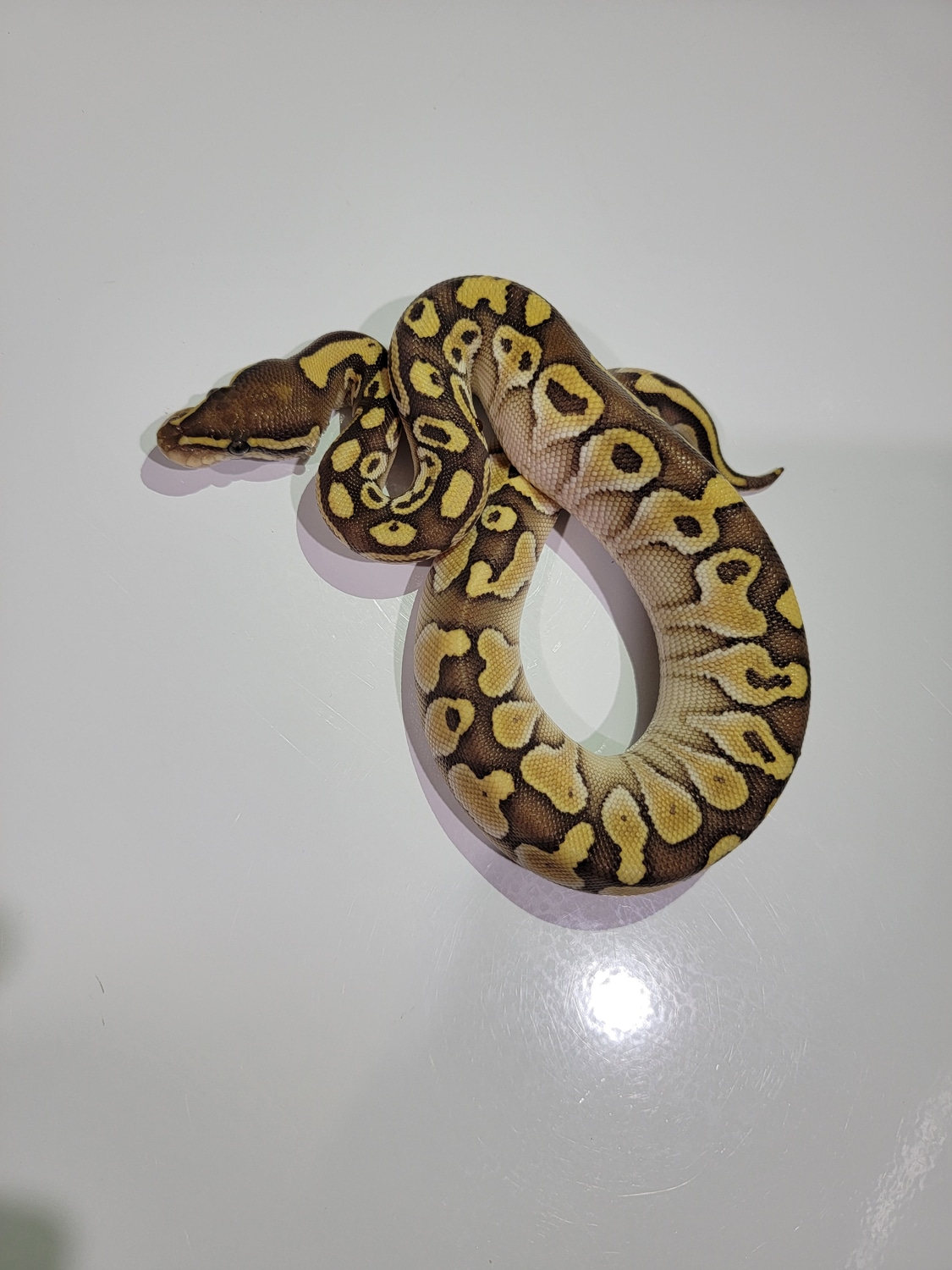 Lesser Ball Python by Hatching Hobbies - MorphMarket