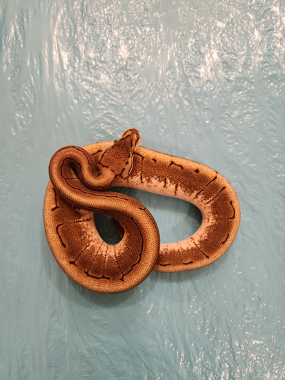 Spider Enchi Pinstripe Ball Python by Hatching Hobbies