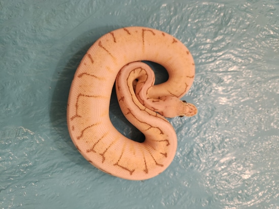 Lesser Spider Enchi Pastel Pinstripe Ball Python by Hatching Hobbies