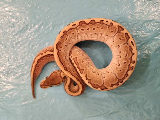 Lesser Pinstripe Calico Ball Python by Hatching Hobbies