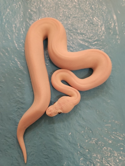 BEL Ball Python by Hatching Hobbies