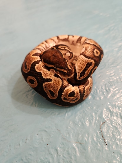 DH Albino Pied Ball Python by Hatching Hobbies