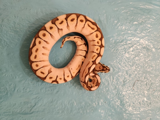 Lesser Spider Calico Ball Python by Hatching Hobbies