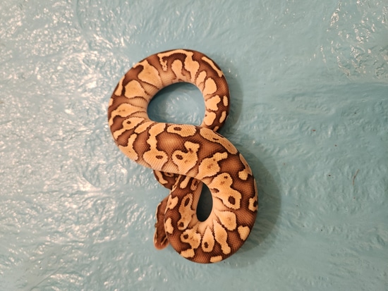 Lesser Ball Python by Hatching Hobbies