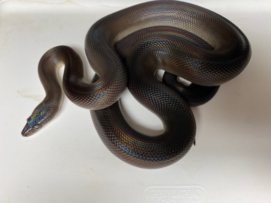 Queensland Water Pythons 1.1 by RC Reptiles
