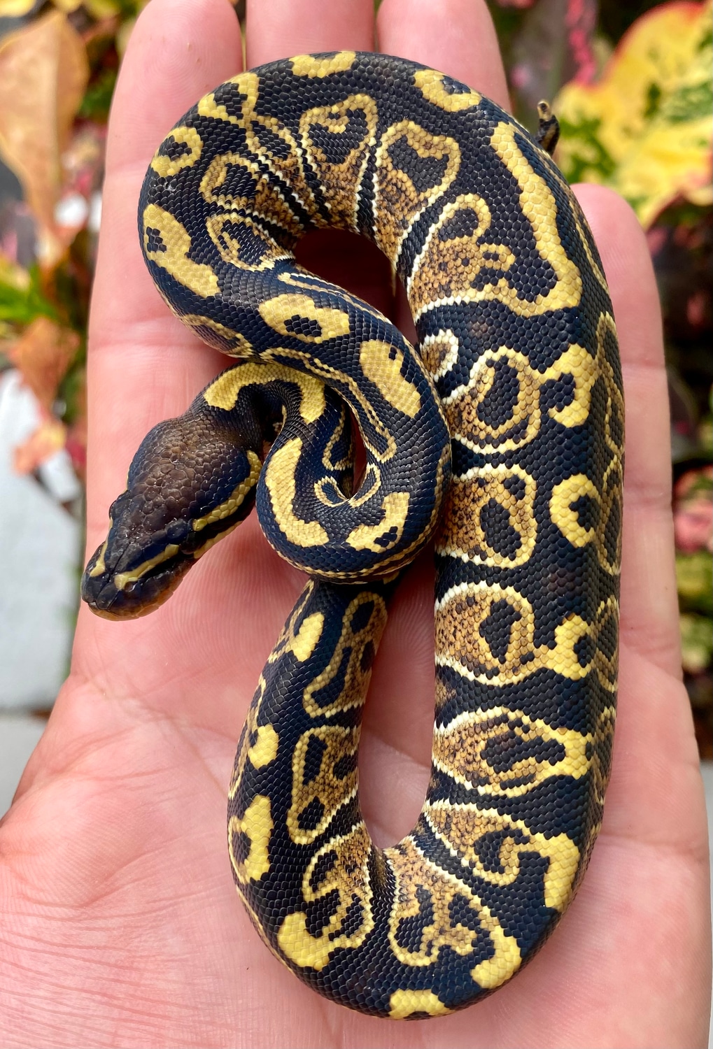 Yellowbelly Trick Ball Python by RC Reptiles - MorphMarket