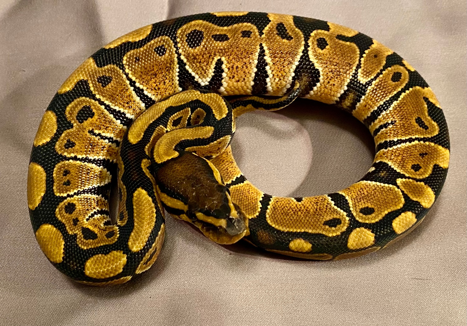 Lace Ball Python by RC Reptiles - MorphMarket