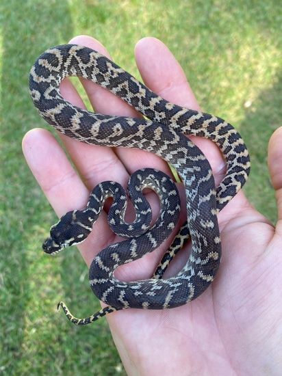 Rough Scaled Pythons Male Rough-Scaled Python by RC Reptiles