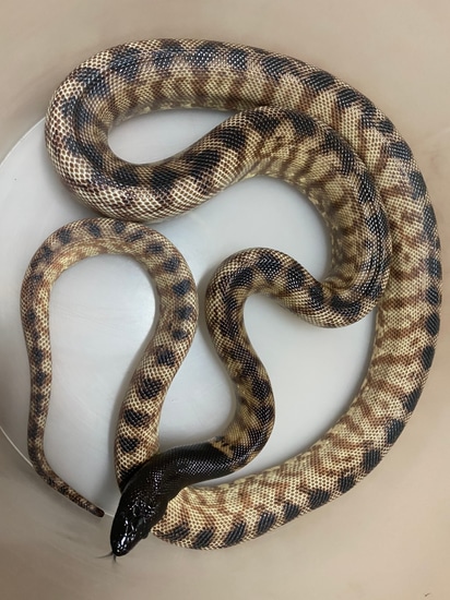 5 Foot Sub Adult Male Black-Headed Python by Triple R - Ryan's Rats and ...