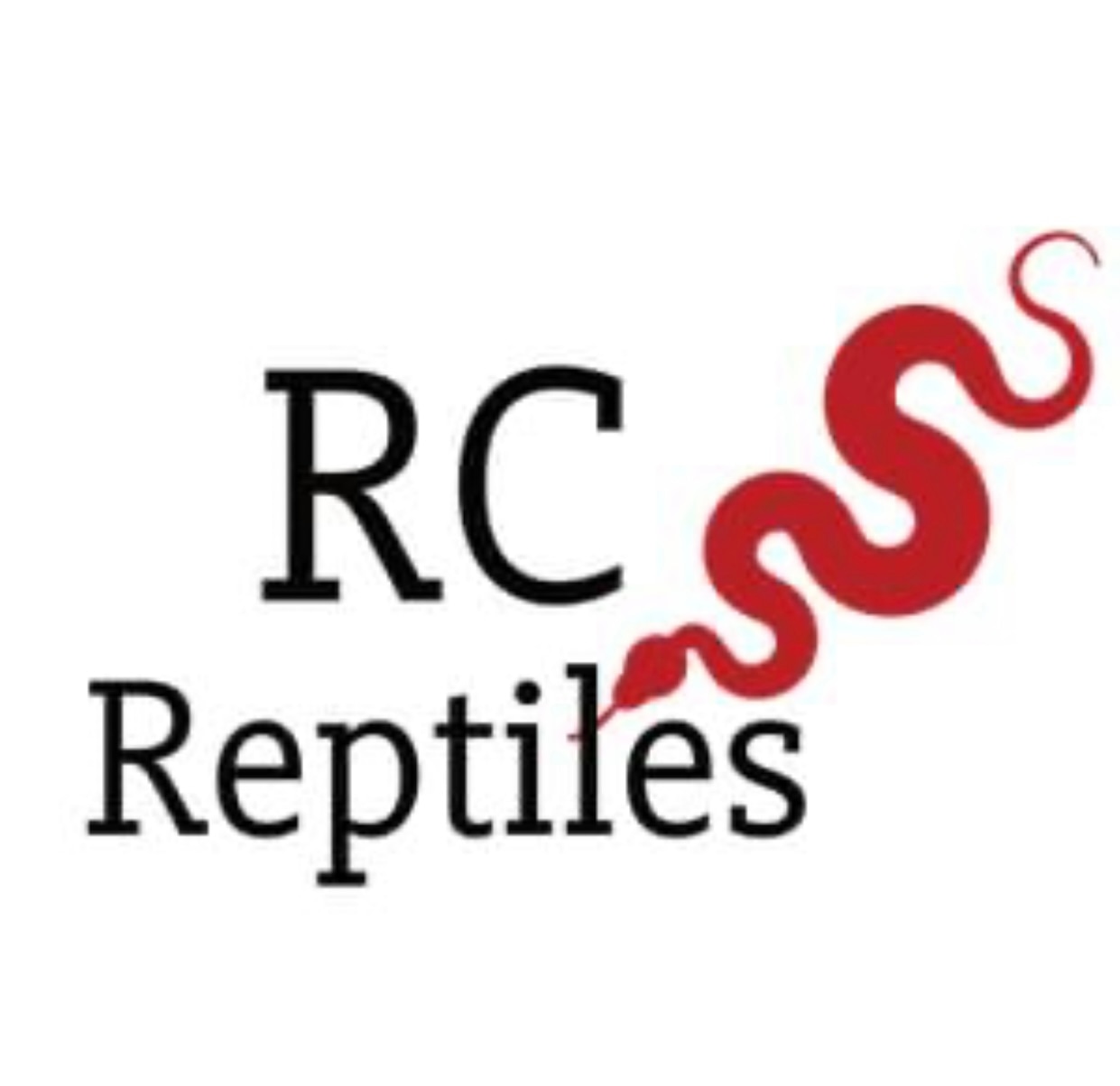 Black-Headed Python Clutch: Pha1 by RC Reptiles - MorphMarket