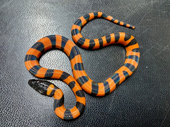 Ringed Python More Python by RC Reptiles