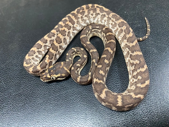 Rough-scaled Python Rough-Scaled Python by RC Reptiles