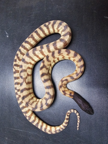 Poss Het Hypo Black-Headed Python by RC Reptiles