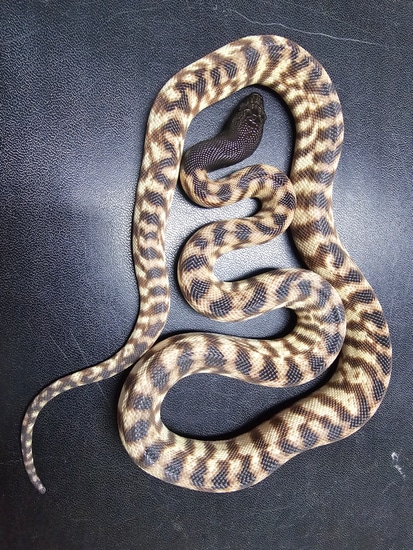 Poss Het Hypo Black-Headed Python by RC Reptiles