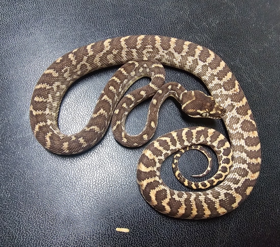 Rough Scaled Male Rough-Scaled Python by RC Reptiles