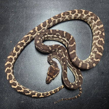 RC Reptiles - MorphMarket