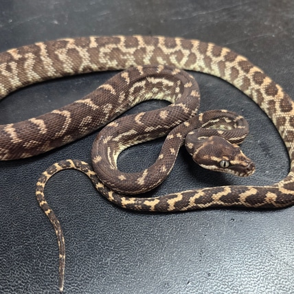 RC Reptiles - MorphMarket