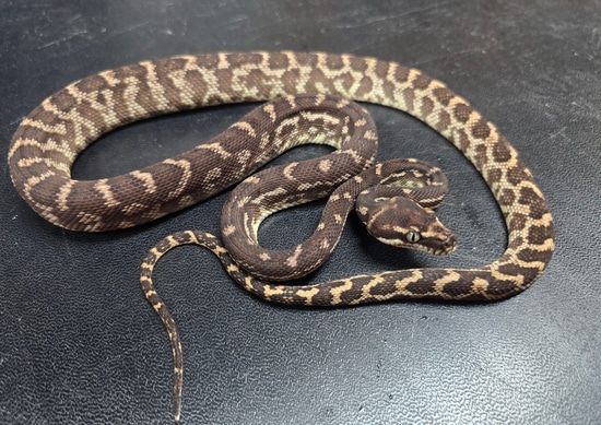 Pair Rough-Scaled Pythons by Triple R - Ryan's Rats and Reptiles