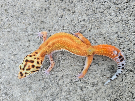 G2 Clown Leopard Gecko by RC Reptiles