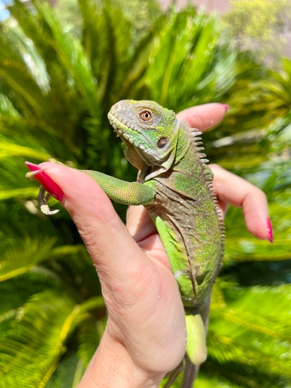 Lesser Antillean Iguana by Renata's Rare Iguanas