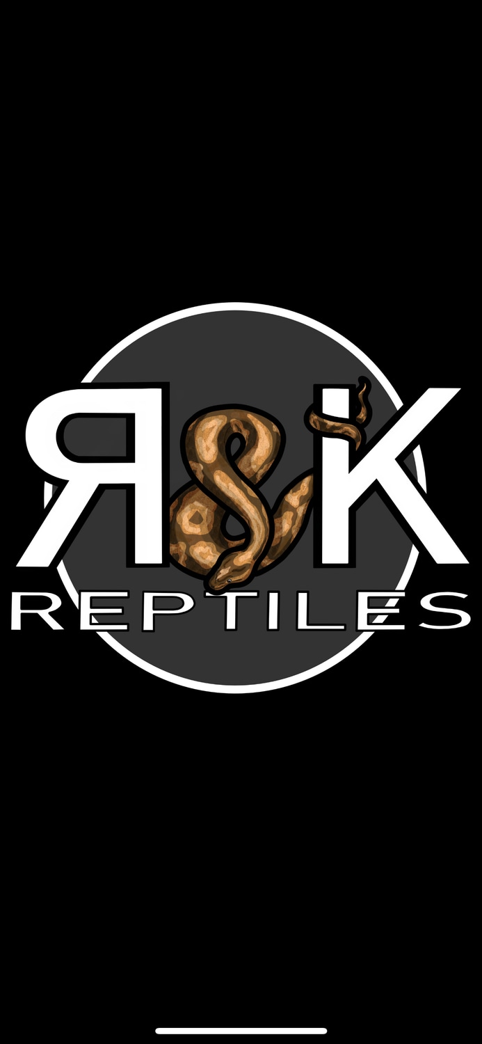 Ball Python Clutch: 2 by R&K Reptiles - MorphMarket