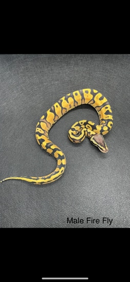 Firefly Ball Python by R&K Reptiles
