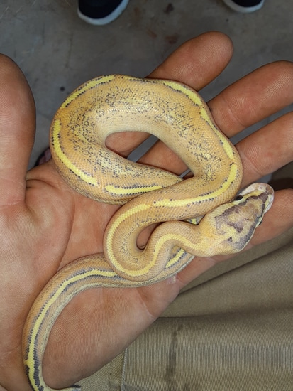 Puma Ball Python by Coopers Creations