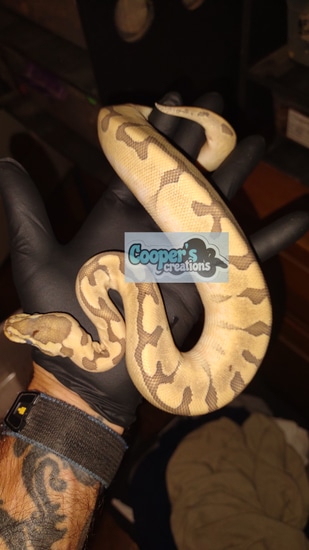 Super Enchi Bamboo Ball Python by Coopers Creations