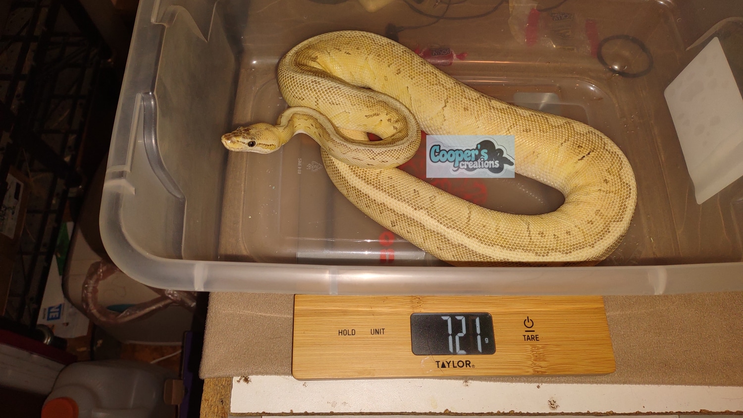 Super Pastel Pinstripe Ball Python by Coopers Creations - MorphMarket