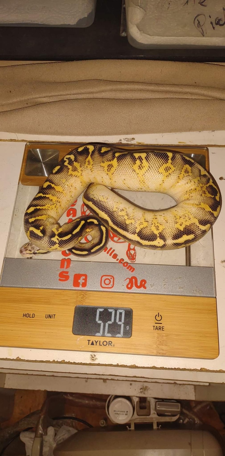 Pastel Freeway Het Clown Ball Python by Coopers Creations - MorphMarket