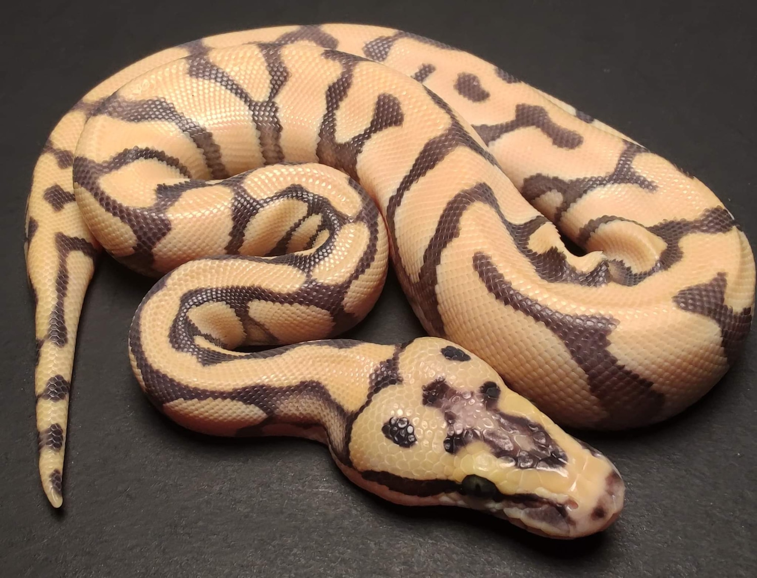 Pastel Super Enchi Desert Ghost Ball Python by Coopers Creations ...